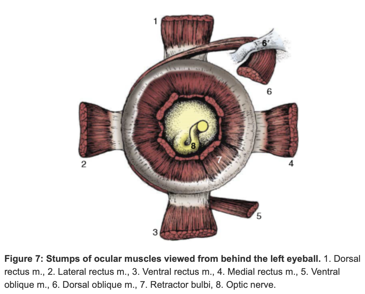 Main Ocular CMAP